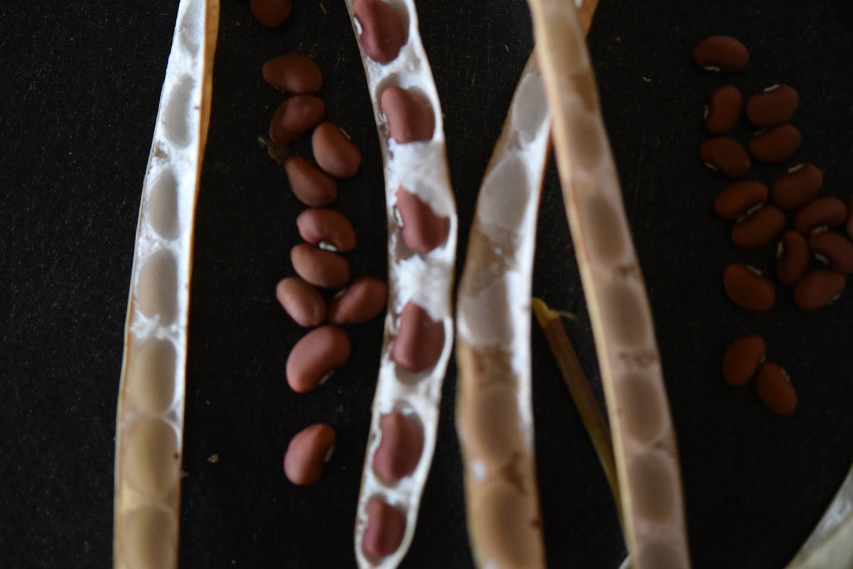 Red Ripper Cowpea (Vigna unguiculata)