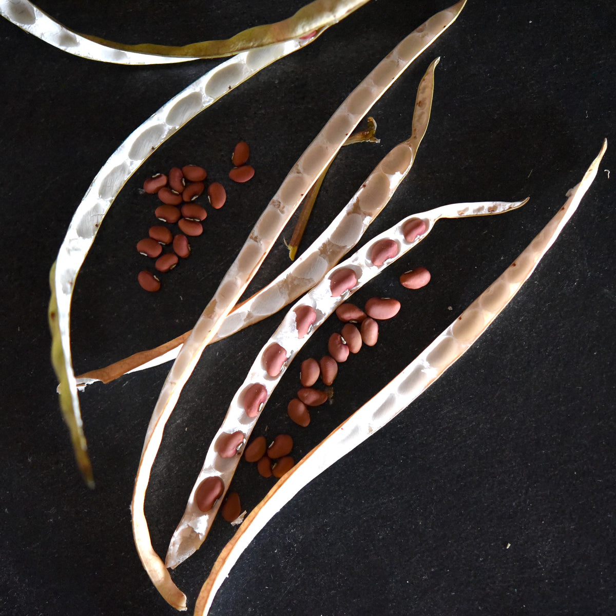 Red Ripper Cowpea (Vigna unguiculata)