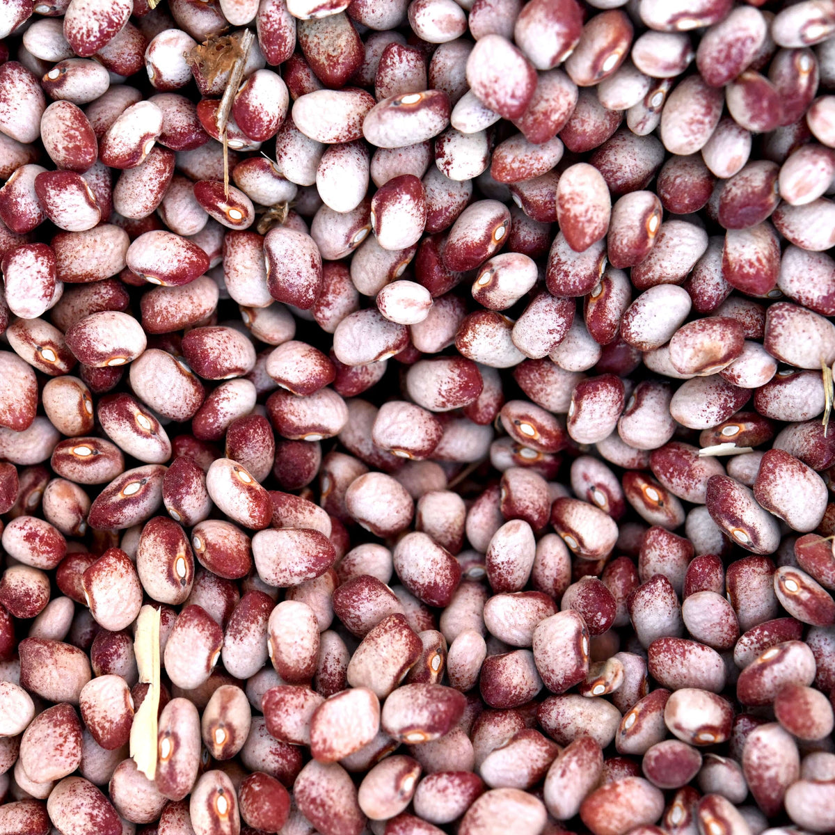 Colorado River Bean (Phaseolus vulgaris) - Pueblo Seed