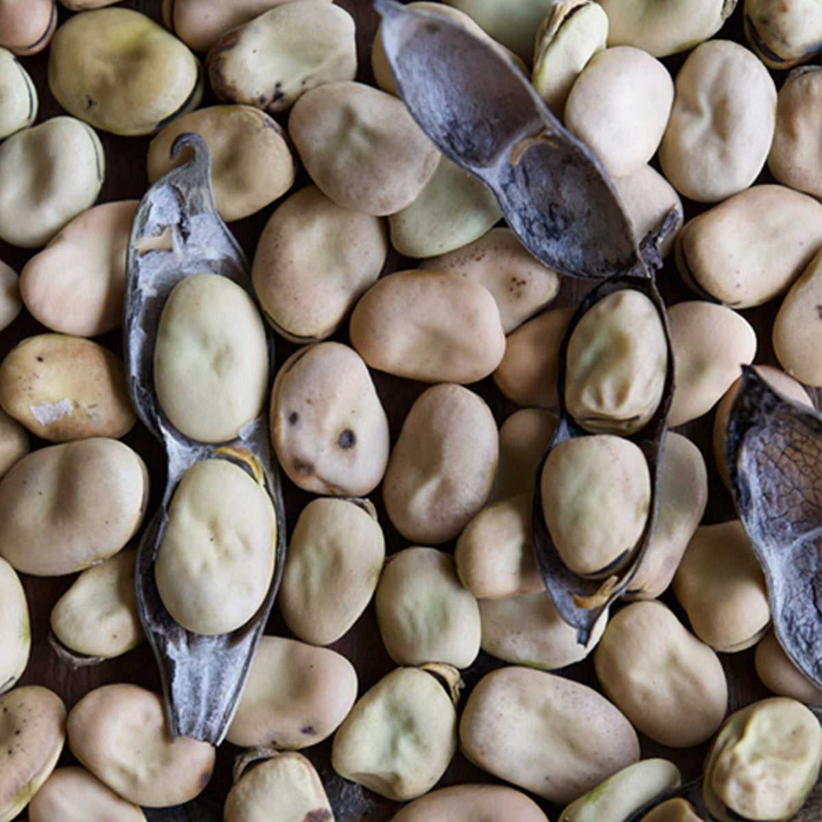 San Luis Valley Fava Bean (Vicia faba) - Pueblo Seed