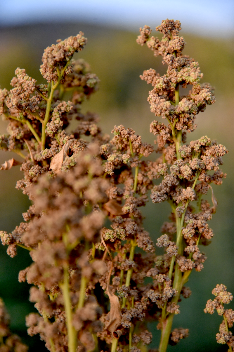 Blanca Quinoa (Chenopodium quinoa) - Pueblo Seed & Food Co