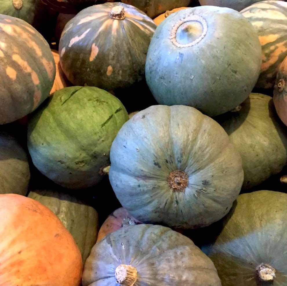 Calabaza Mexicana (Cucurbita maxima) - Pueblo Seed & Food Co