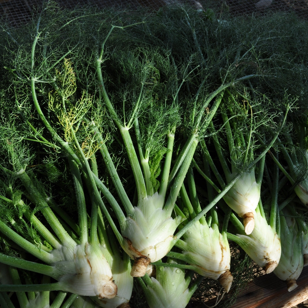 Perfection Fennel (Foeniculum vulgare) - Pueblo Seed
